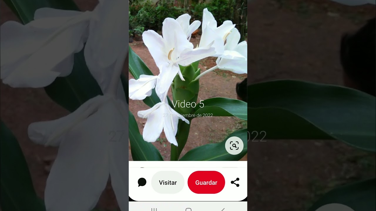 La mariposa cubana. Hermosa flor con una dulce fragancia.