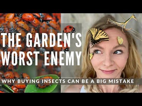 Buying Ladybugs and other beneficial insects for the garden: why it can be a big mistake!