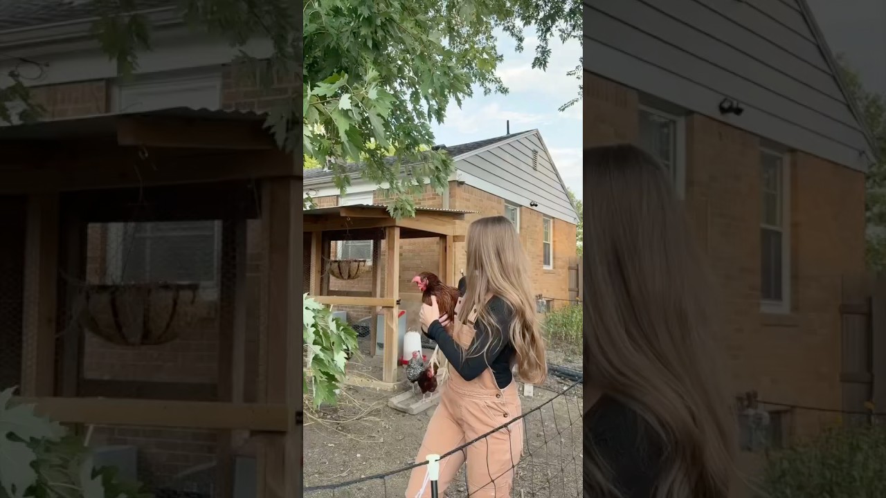 How Many Eggs Did My 6 Backyard Hens Lay This Week? #backyardhomestead #backyardchickens #chickens