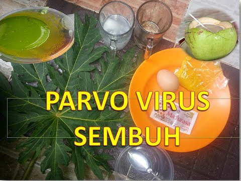 Ramuan penyembuh  PARVO VIRUS pada anjing