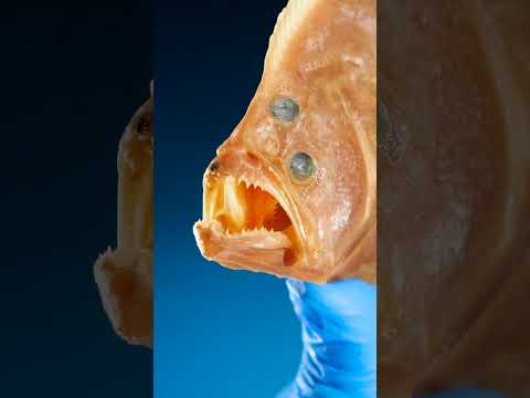 This Flounder Has Weird Eyes