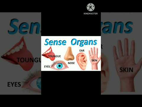 #sensational Senses:Discover how our sense organ works.