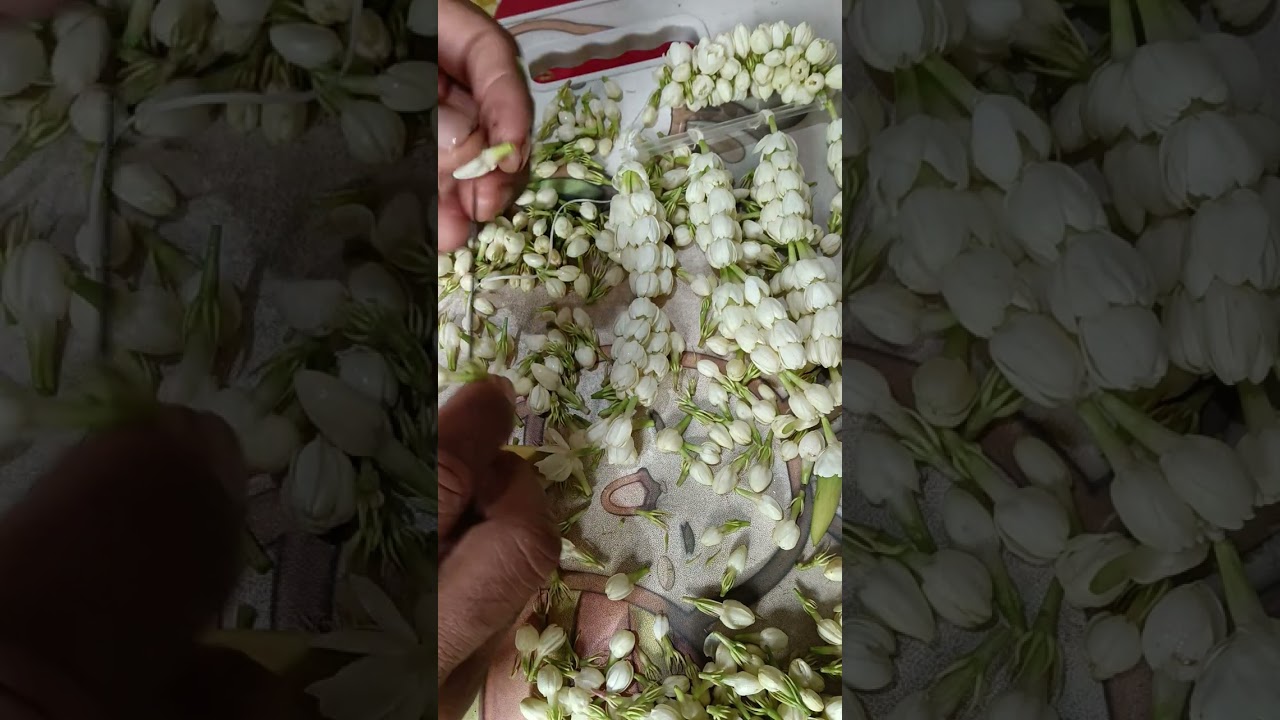 Cara merangkai bunga melati adat Palembang.