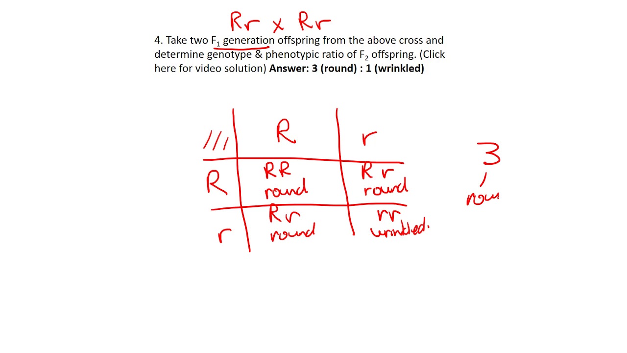 monohybrid practice question (pg8.. 3)