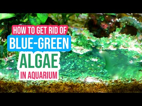 How to Get Rid of Blue-Green Algae / Cyanobacteria in Your Aquarium