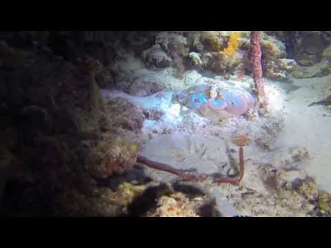 Steam Community :: Video :: Octopus Bonaire
