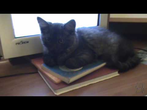 Uncovered Ideas On Painless Feather Toys Plans – Rachel Lucas