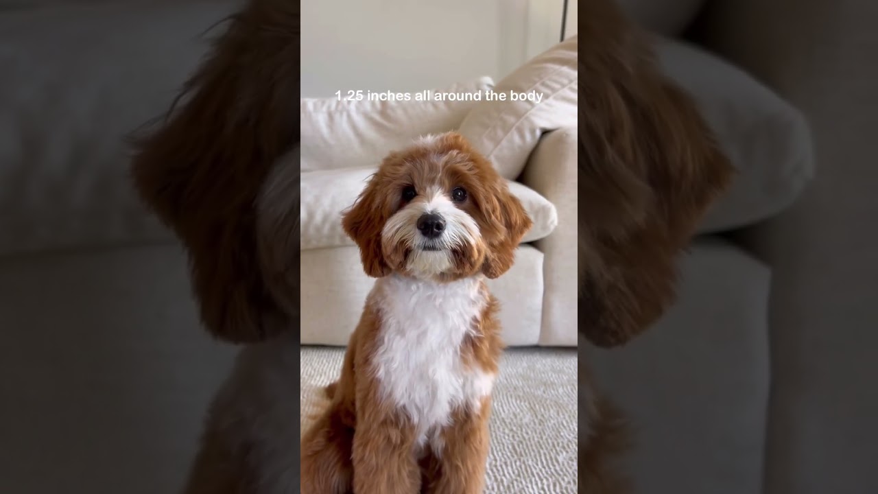 perfect teddy bear haircut 🧸 #dogsofyoutube #doggrooming #goldendoodle #labradoodle #puppy #shorts