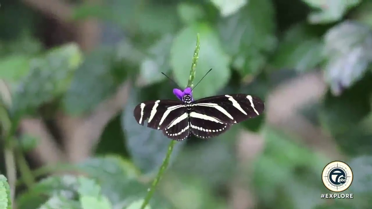 Butterfly Garden and the Matilda R. Wilson Free-Flight Aviary at the Detroit Zoo