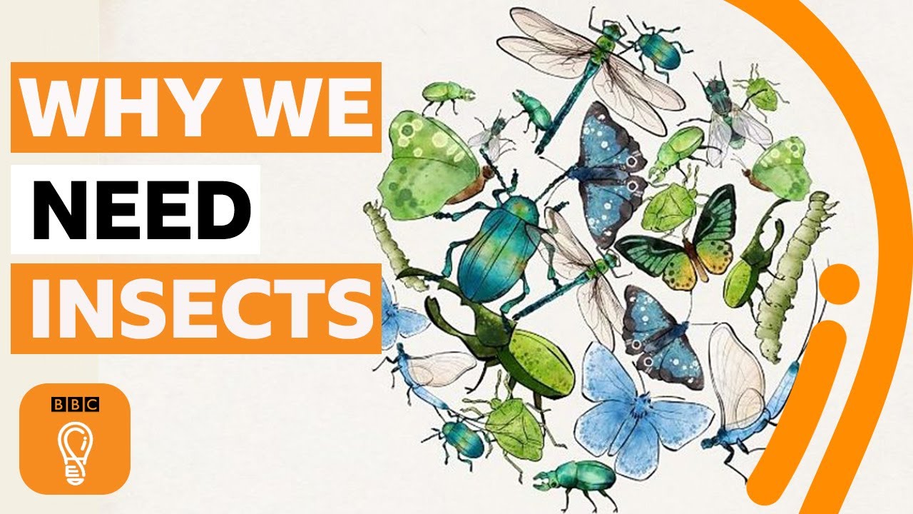 The Crucial Role of Insects in Our Ecosystem and Their Decline | Galaxy.ai