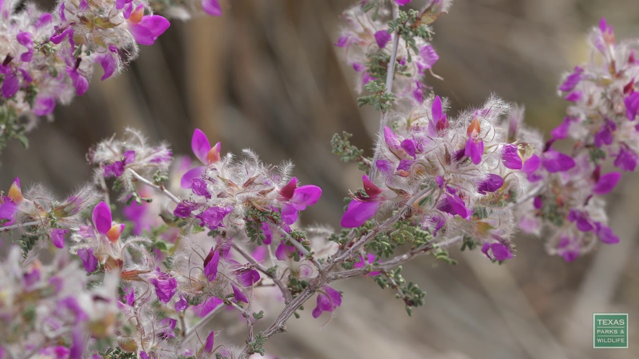Big Bend's Spring Blooms - Postcard From Texas