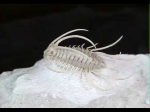 Insane Boedaspis Trilobite - Incredible Preparation