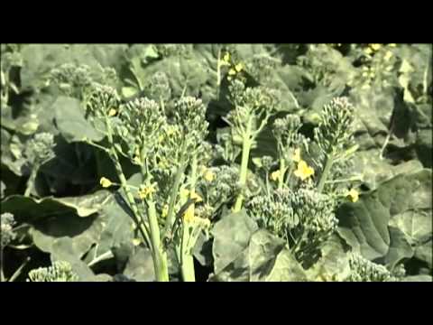 The buzz about Broccolini