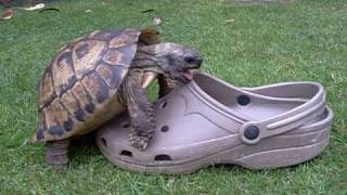 Top 11 Turtles Humping Inanimate Objects