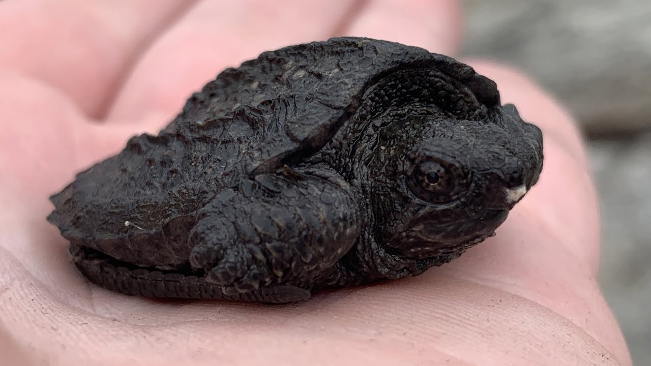 I Picked Up a Tiny Baby Snapping Turtle!