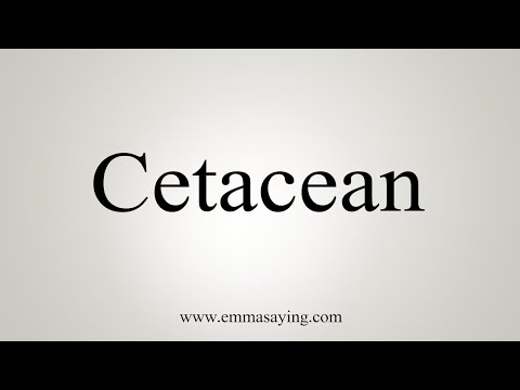 How To Say Cetacean
