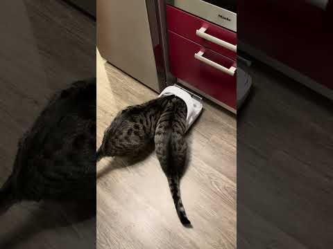 Surefeed-Chaos: 2 Kater im Futterautomaten sorgen für Wirbel! 🆘