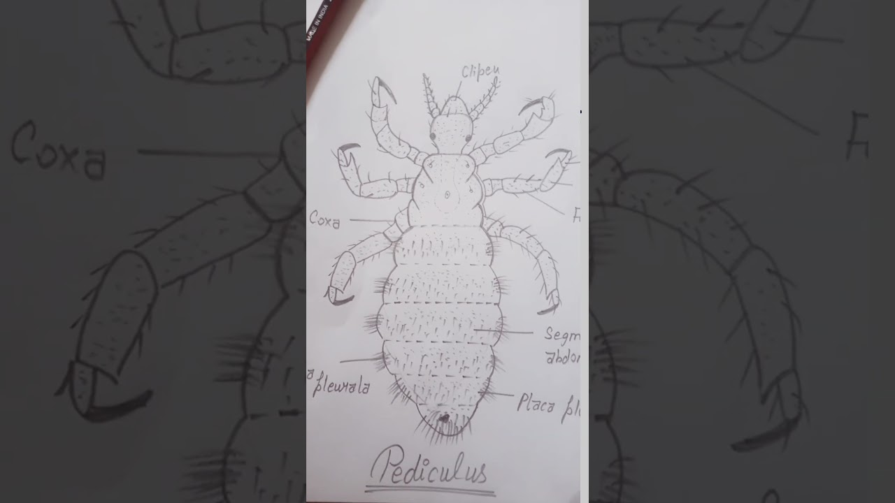 Draw the Pediculus(head lice) #shorts