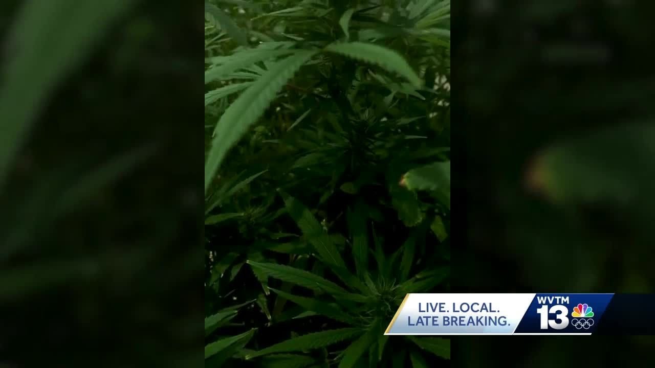 Interactive map: A look at the locations, diversity of medical marijuana businesses given grants ...