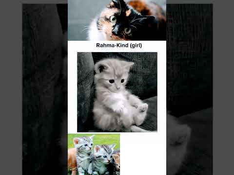 Arabic Names for Cats 😺#shorts #cats #names #viral #tiktok #trending