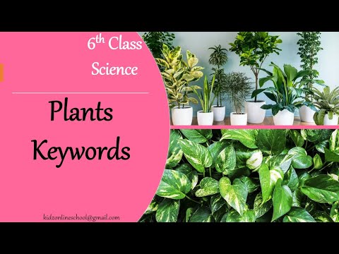 Plants || Keywords || 6th Class Science || Science Dictionary || Definition || Grade 6 Science