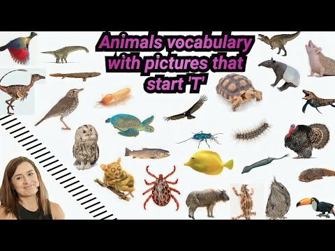 Learn Vocabulary 'T' Name all Animals with Pictures Animals English Vocabulary with Pictures ever
