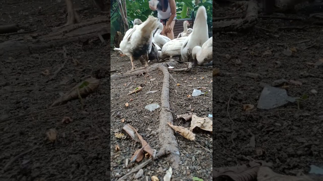 the ducks vomiting when not Fed