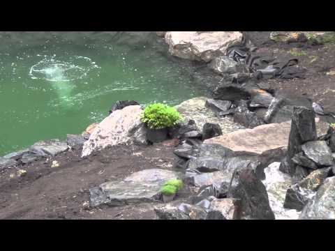 Rolana Tankus Fox Project @ The Koi Whisperer Sanctuary & Japanese Gardens United States 2014