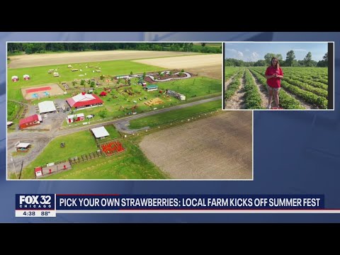 Hobart farm offers strawberry picking for families