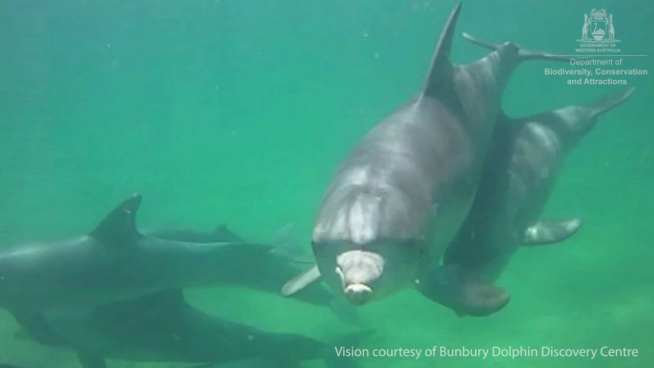 Learn more about the Indo-Pacific bottlenose dolphin