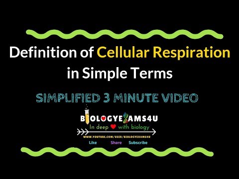 What is Cellular Respiration? in Simple Terms