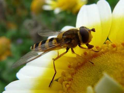 Fly | Wikipedia audio article