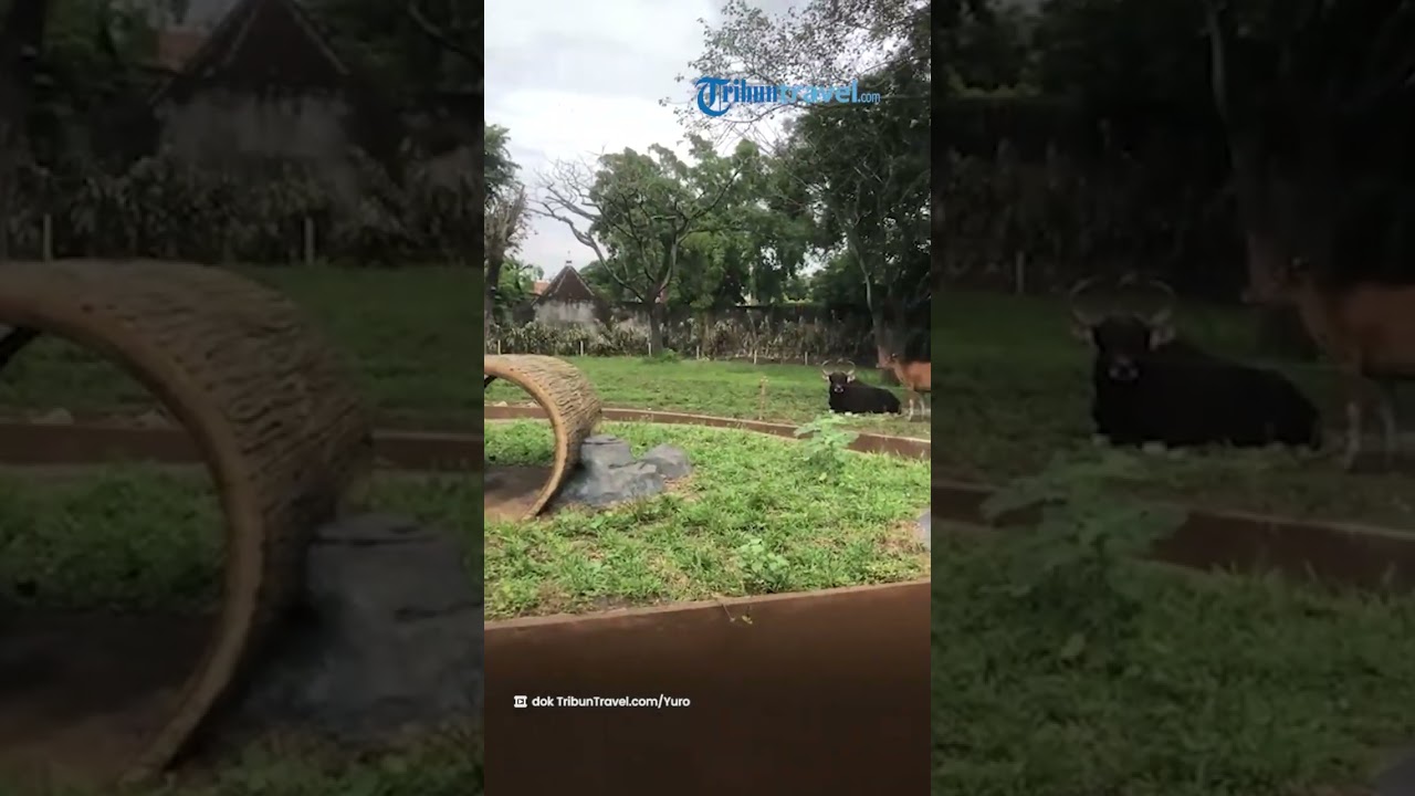 Makunde Resto Solo Safari Dikeluhkan Mahal, Wali Kota Gibran Siapkan ...