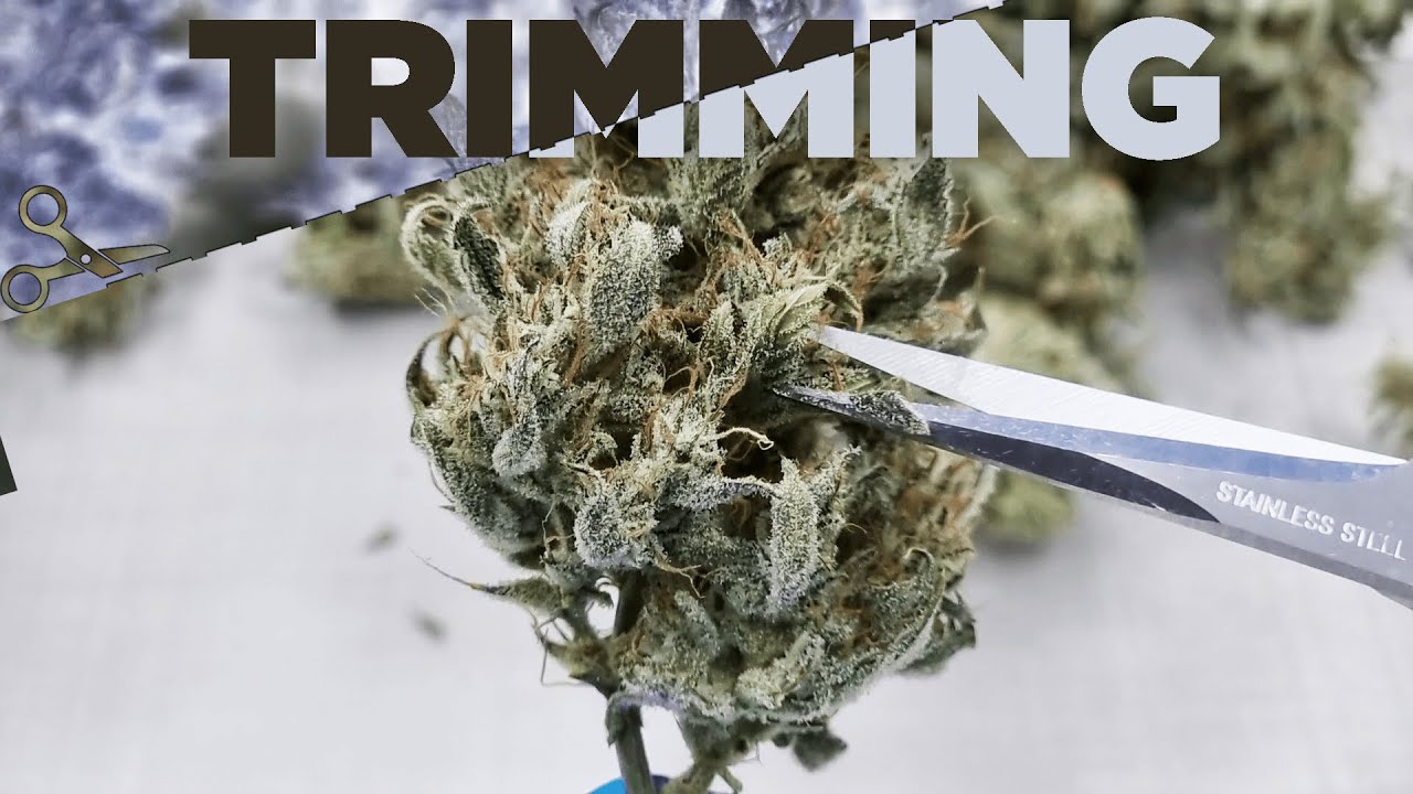 Wet vs Dry Trimming – Complete Guide on How to Trim and Manicure Marijuana Buds, Weed Flowers