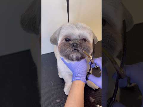 😍 The cutest dog grooming #doggroominglife #doggroomingtips #dogs #doglover