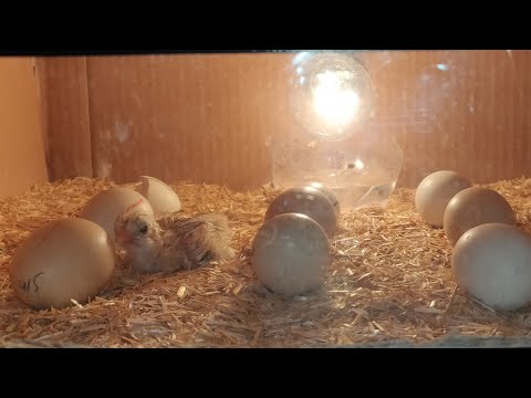 Best way to hatch chicks and make egg incubator in simple and easy way