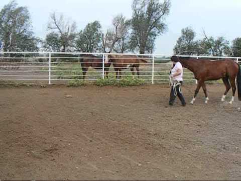 CheekyCharlieHarperSept2011.wmv