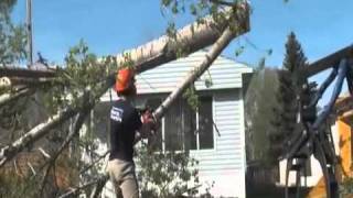 3 Best Tree Services in Edmonton, AB - Expert Recommendations