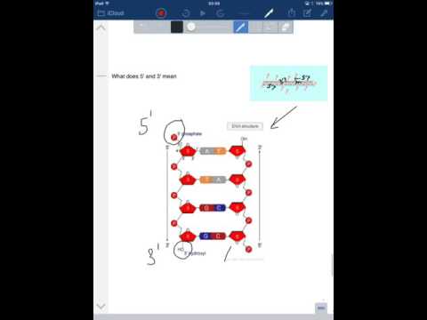 In DNA what does 5' and 3' mean?!