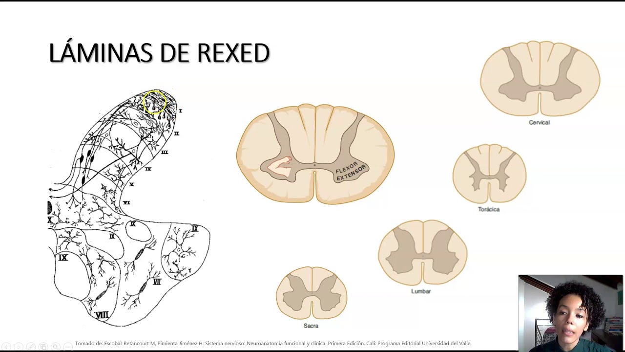 CNS Topic 17 Spinal cord