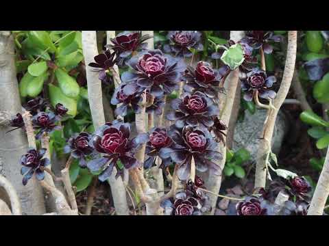 Aeonium Arboreum cv ‘Zwartkop’