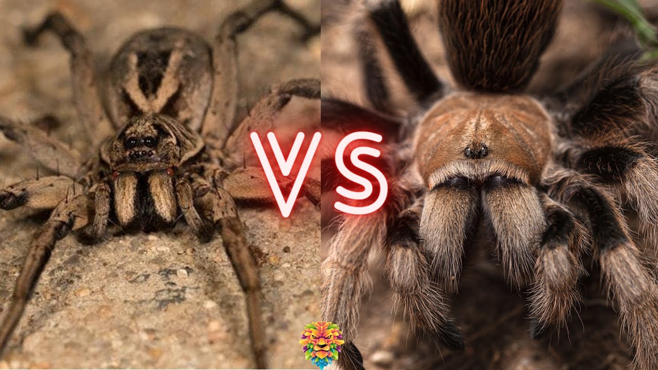 DEADLIEST Bite! Wolf Spider VS Tarantula!