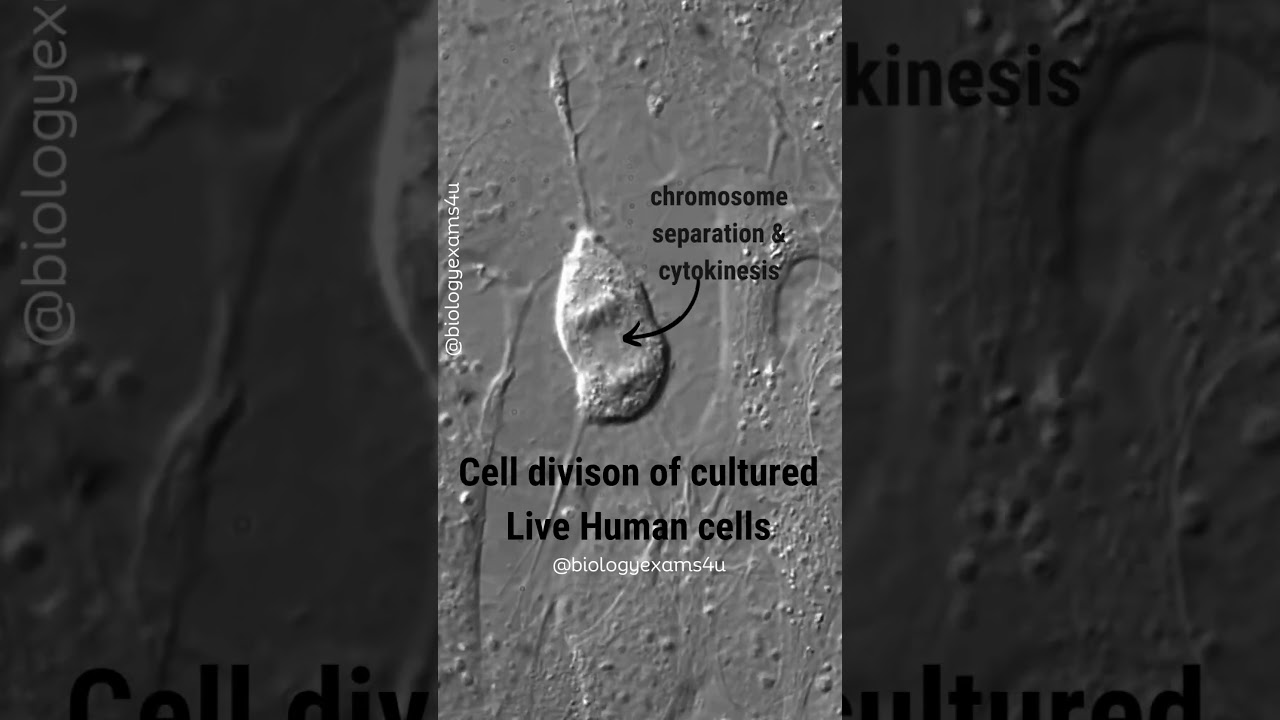 Live Human Cell Division under Microscope