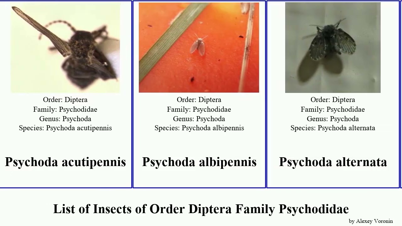 List of Insects of Order Diptera Family Psychodidae psychoda flies sigma fusca minuta similis Sand