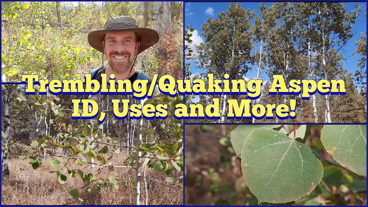 Trembling or Quaking Aspen - Identification, Description, Edible and Medicinal Uses and More!