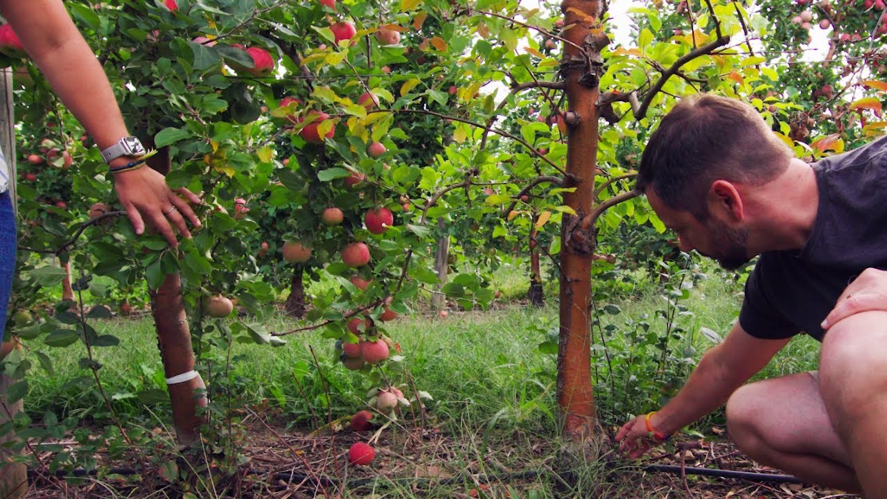Extreme Weather Contributes to Apple Tree Decline
