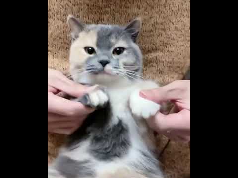 Steam Community :: Video :: meow