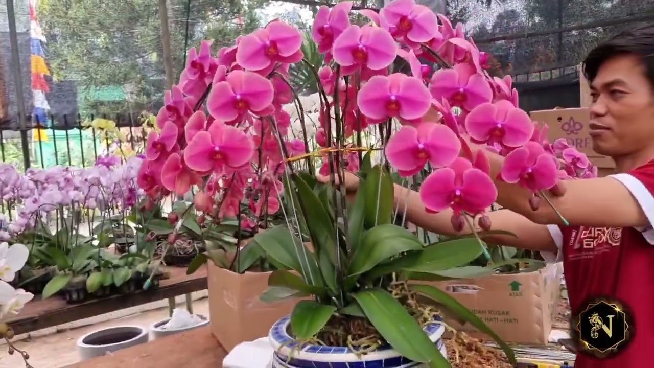 Merangkai Anggrek Bulan Dalam Pot