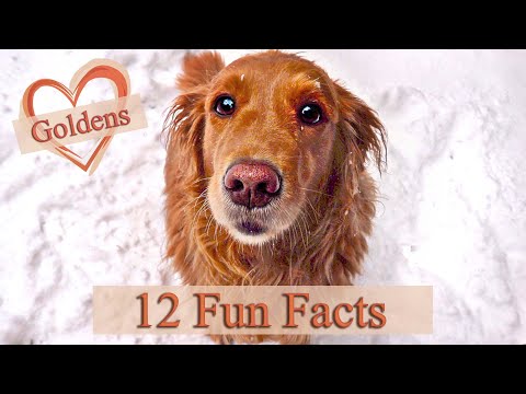 GOLDEN RETRIEVERS 🤎 12 Fun Facts About Golden Retriever Dogs! 🐕