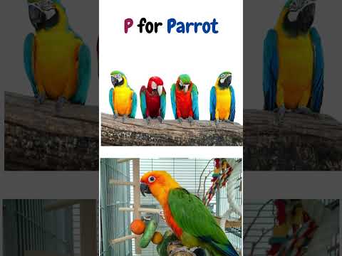 Learn The Letter P | Bounce Into Letter P| Words that starts with Letter P #LearnLetterP